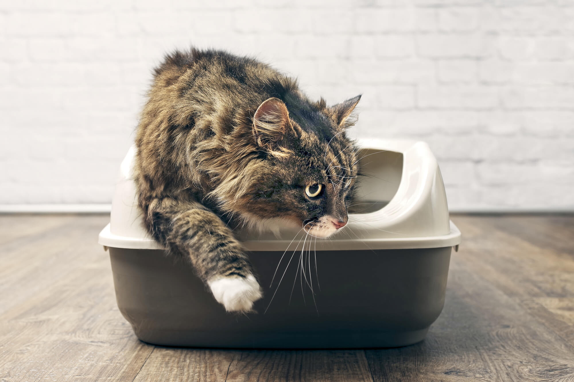 Has Your Cat's Litter Box Habits Changed? | VetScoop